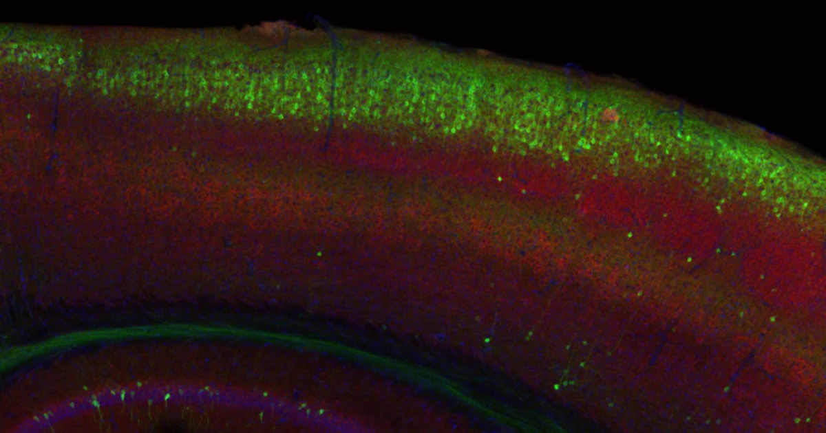 Grewe Lab | Publications