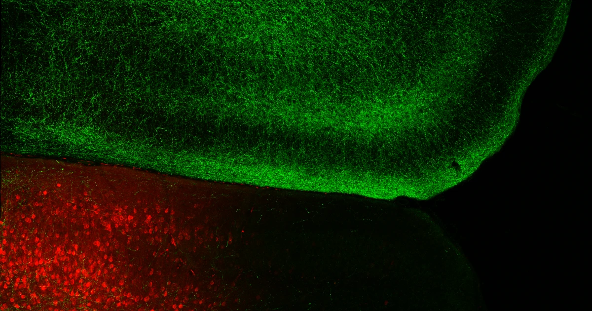 Grewe Lab | Bio-inspired AI